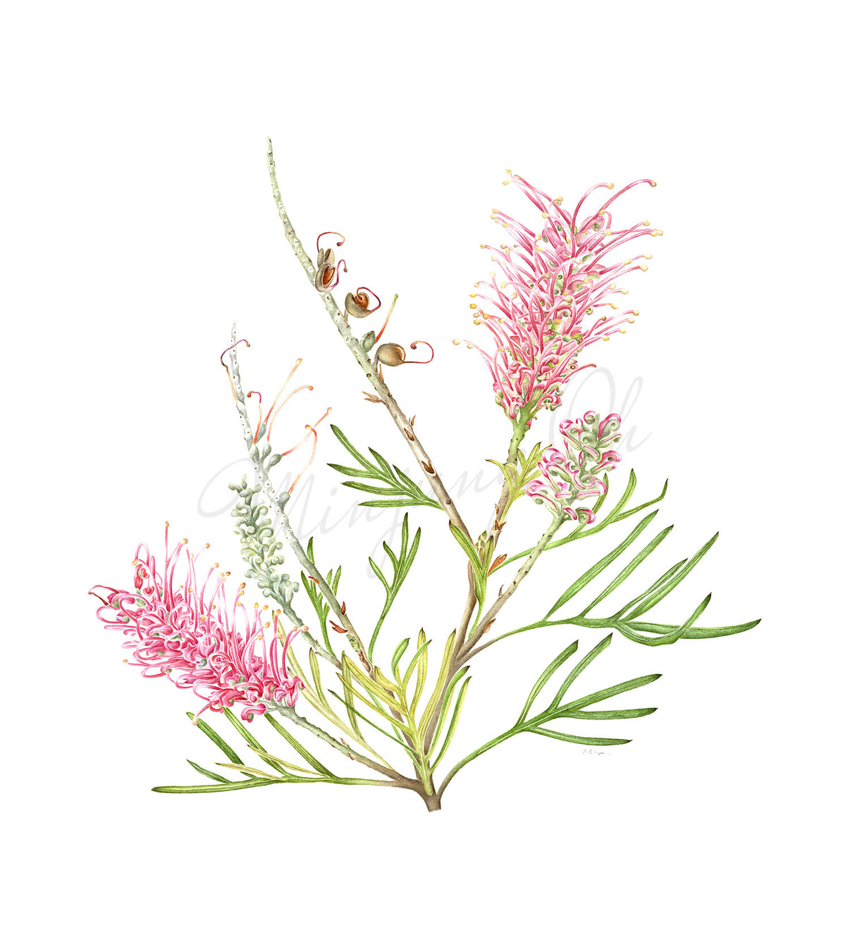 [Minjung Oh] Grevillea Honeybird Pink Poster A4 copy print – Cordelia International